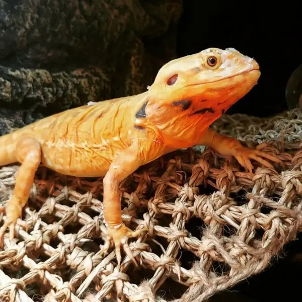 Hamac Reptile Triangle REPTIZOO | Repos en Hauteur & Basking (Algues ...