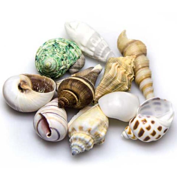 Sea Shells Set M HOBBY - Lot de 10 Coquillages Naturels – Bao Aquarium
